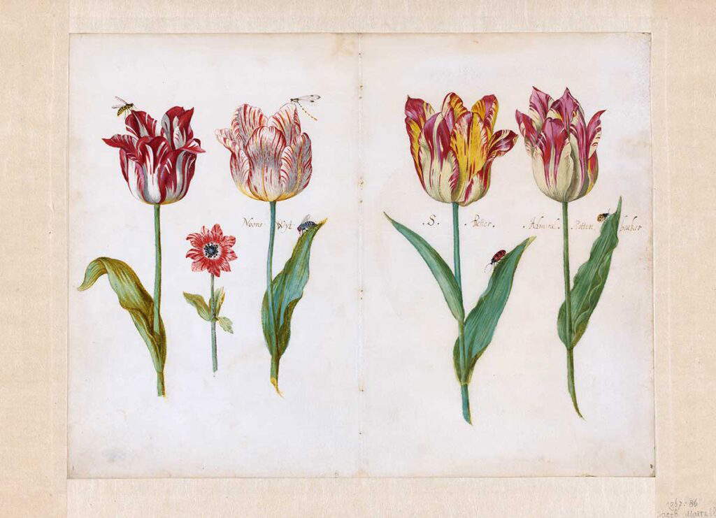 Tulipmania: When the Dutch Went Crazy for Tulips