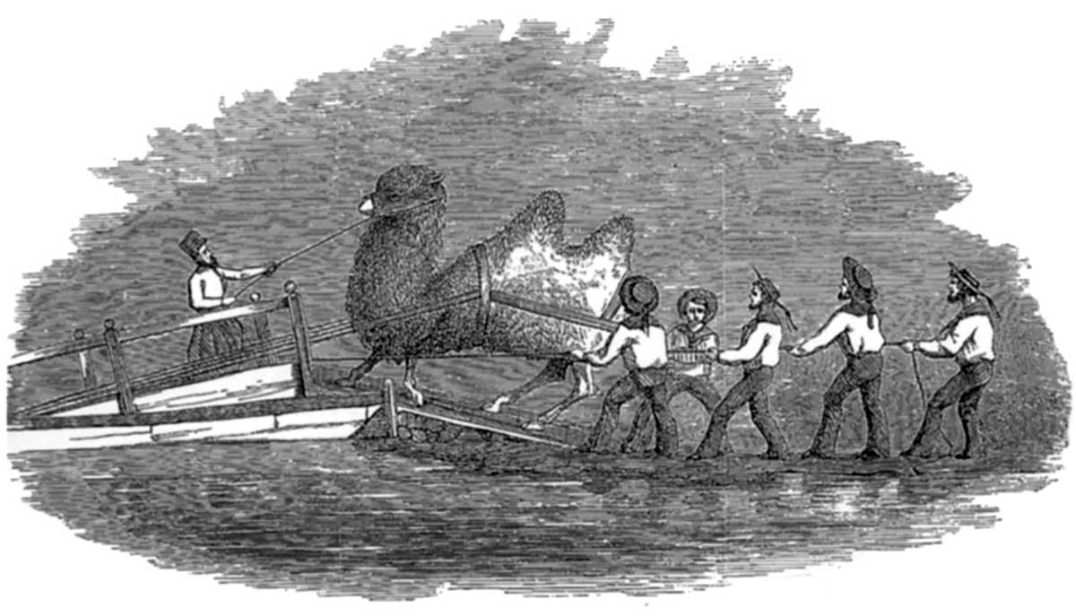 When Were Camels Used in the Old West? | TheCollector